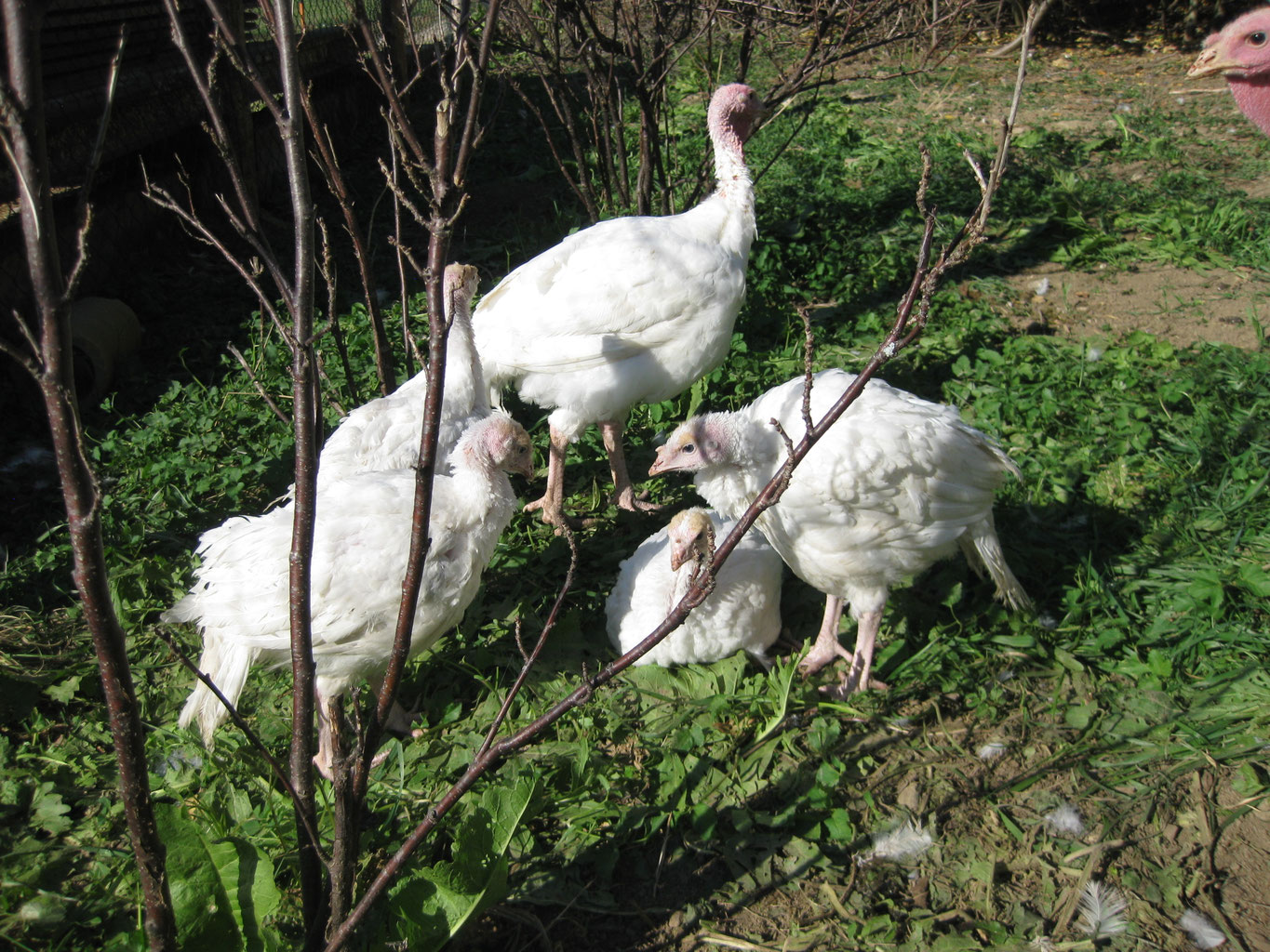 Hier erfahren Sie mehr über die Haltung unserer Puten - Frisches ...