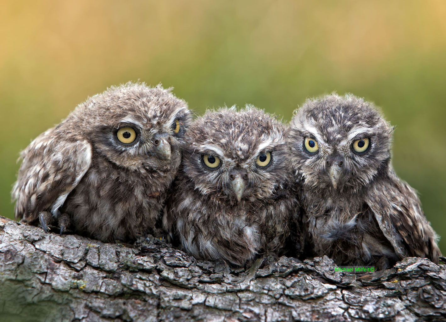 komischer Kauz gesucht - NABU Oberberg