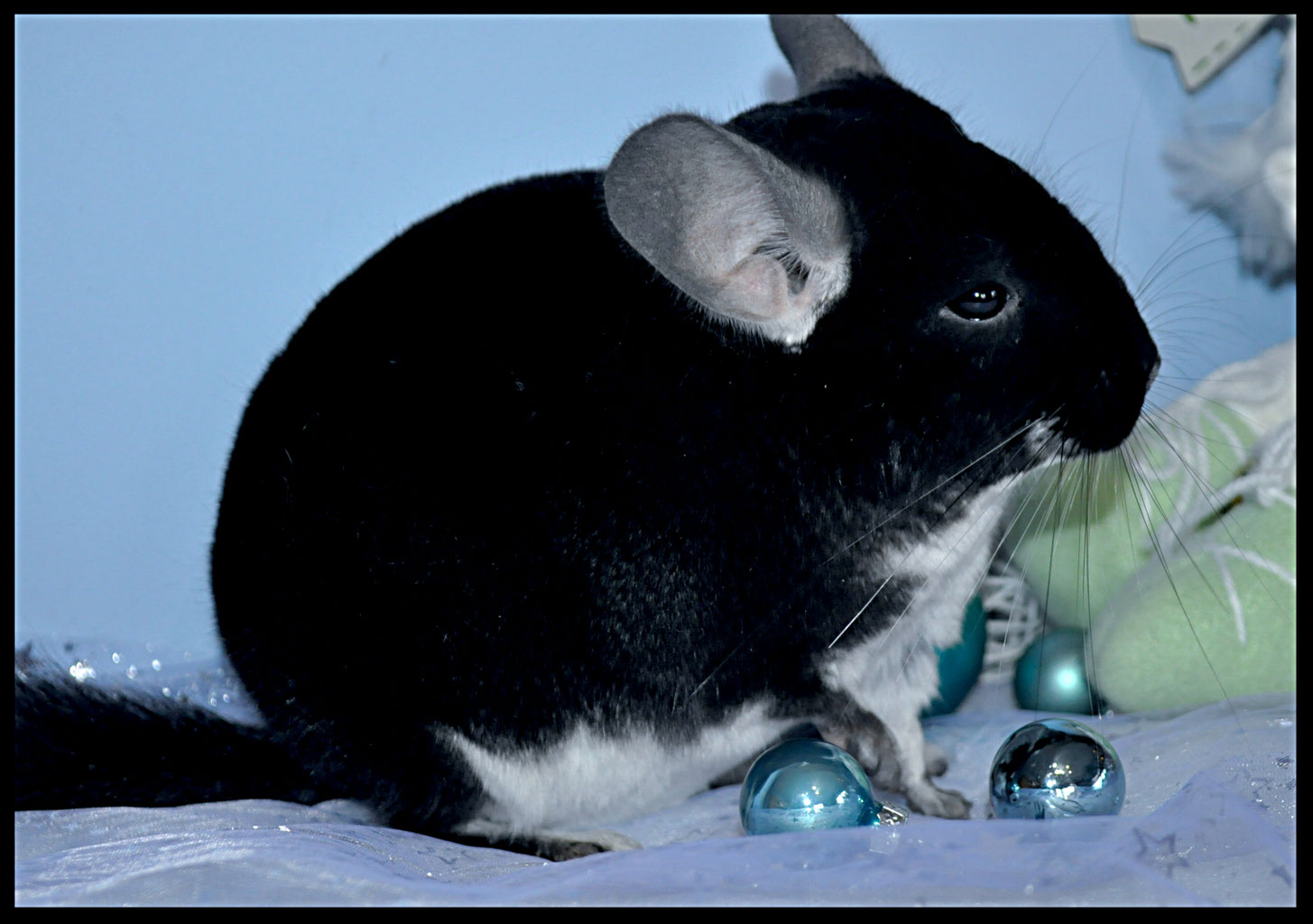 BAsil - Site de chincholla