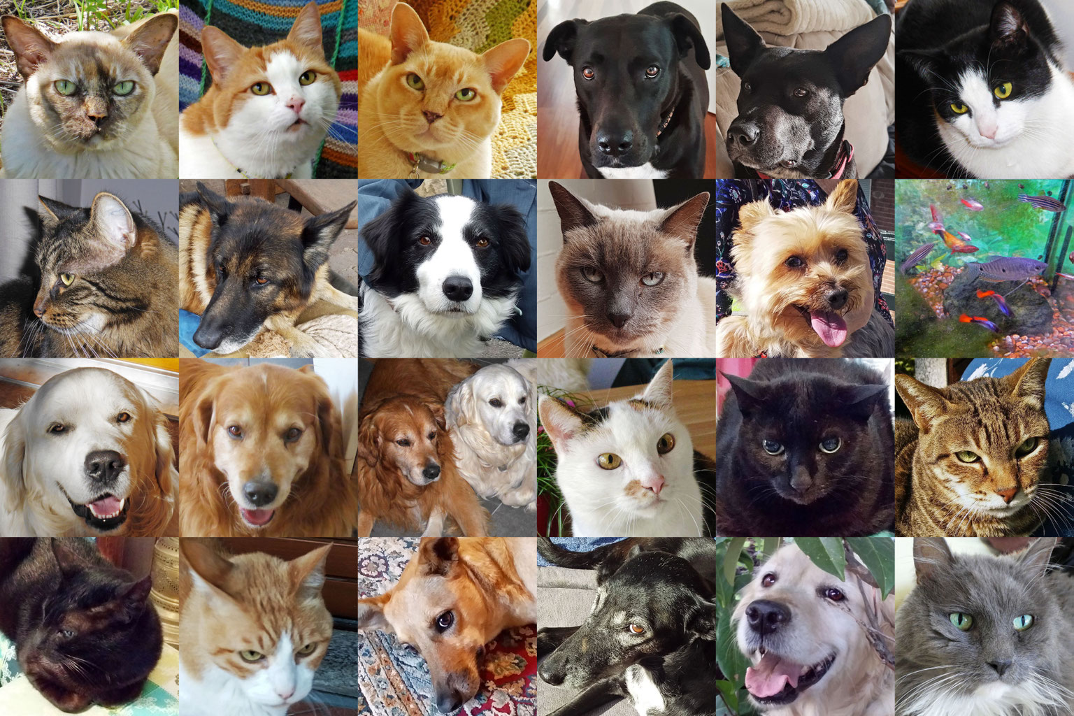 Our house-sitting pets 2019 - The Journey and the Destination