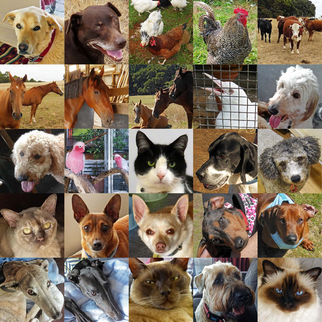 Our pets of 2018 - The Journey and the Destination