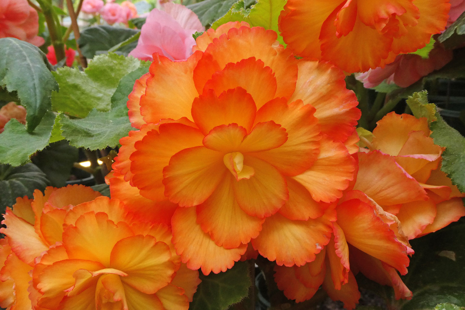 Begonias in Orange - The Journey and the Destination