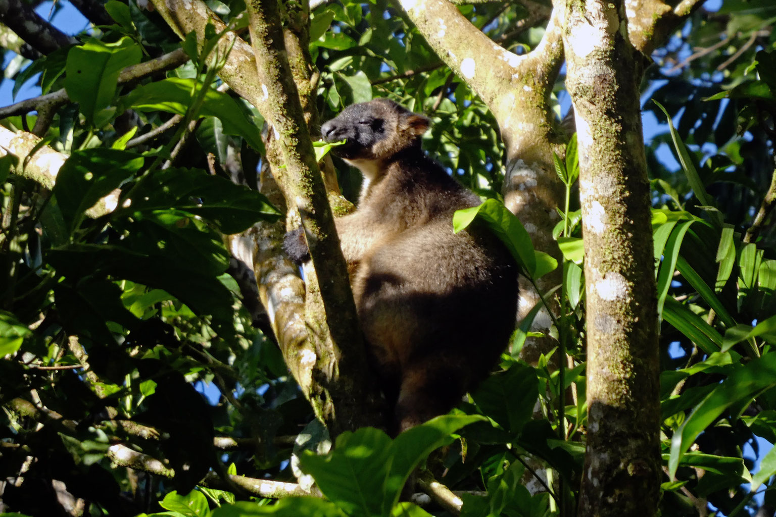 Meeting tree kangaroos - The Journey and the Destination