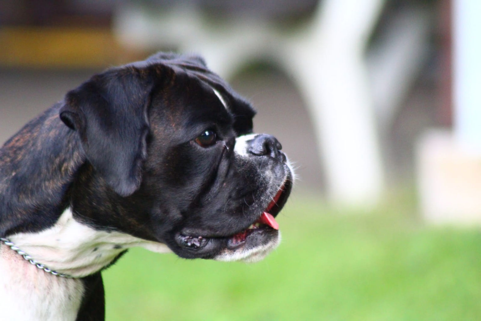 unsere Hunde - Boxer-von-Frankensteins-Burg