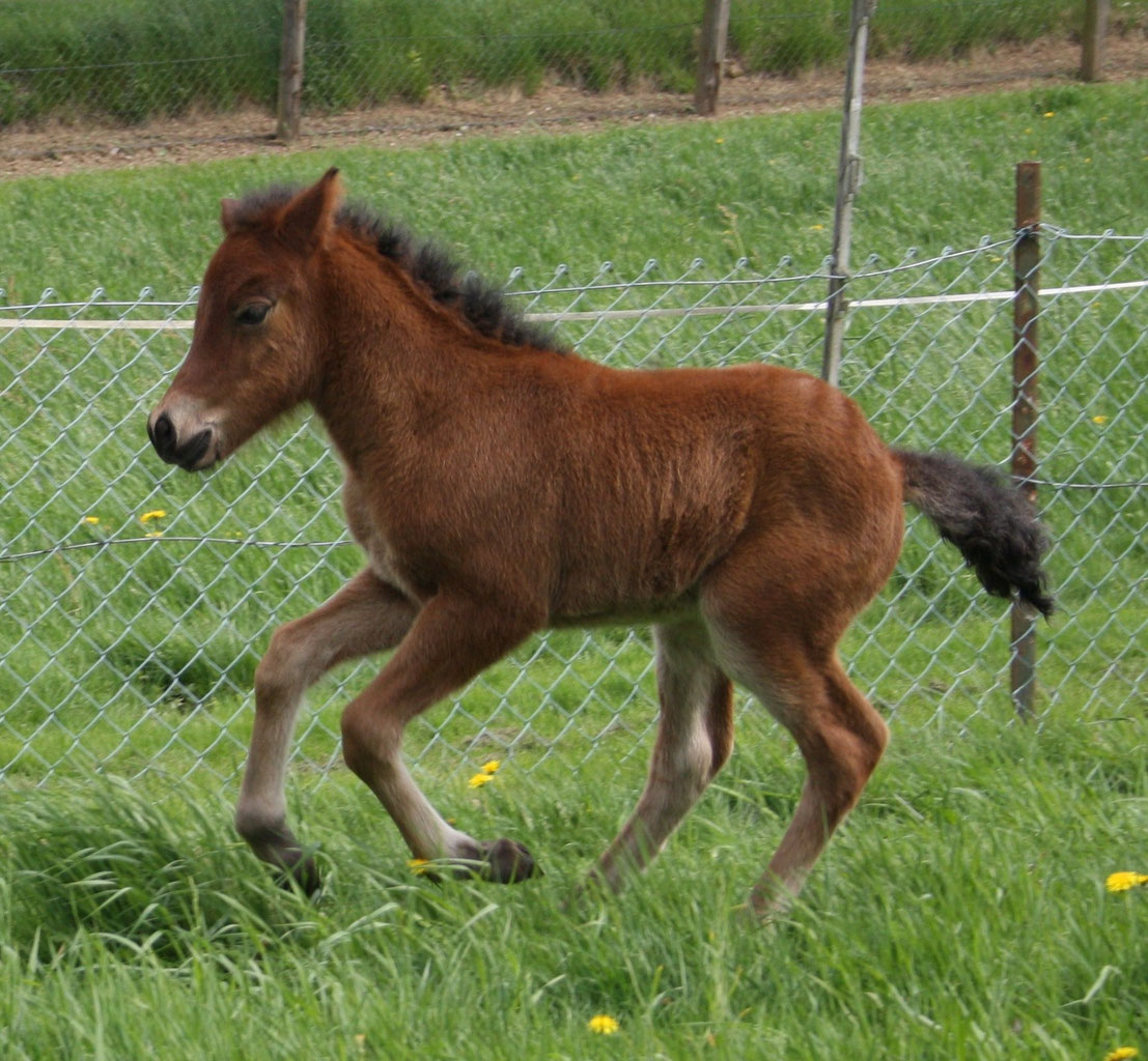 Fohlen 2018 - islandpferde-meineberg Webseite!