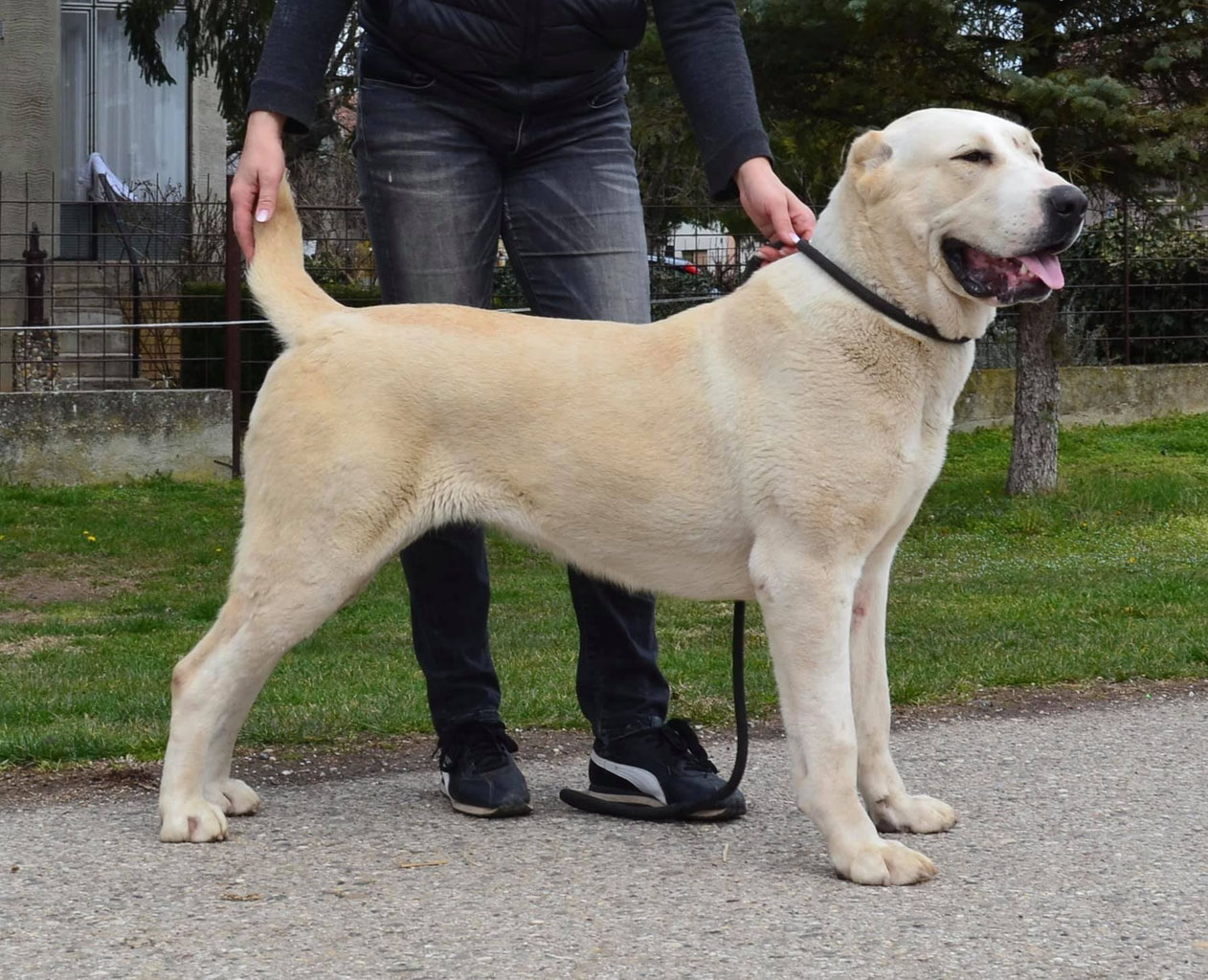 Central Asian Shepherd / Srednjeazijski ovcari - Odgajivacnica Ruski ...