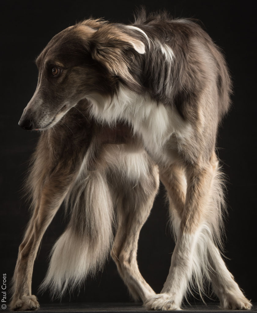 SILKEN WINDSPRITE - NLS- Analyse und Aurachirurgie für Mensch & Tier