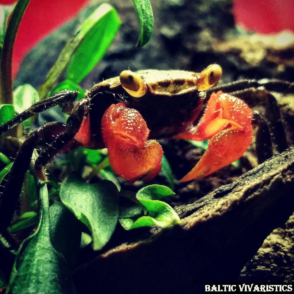 Geosesarma - Aquaristik und Terraristik - Baltic Vivaristik