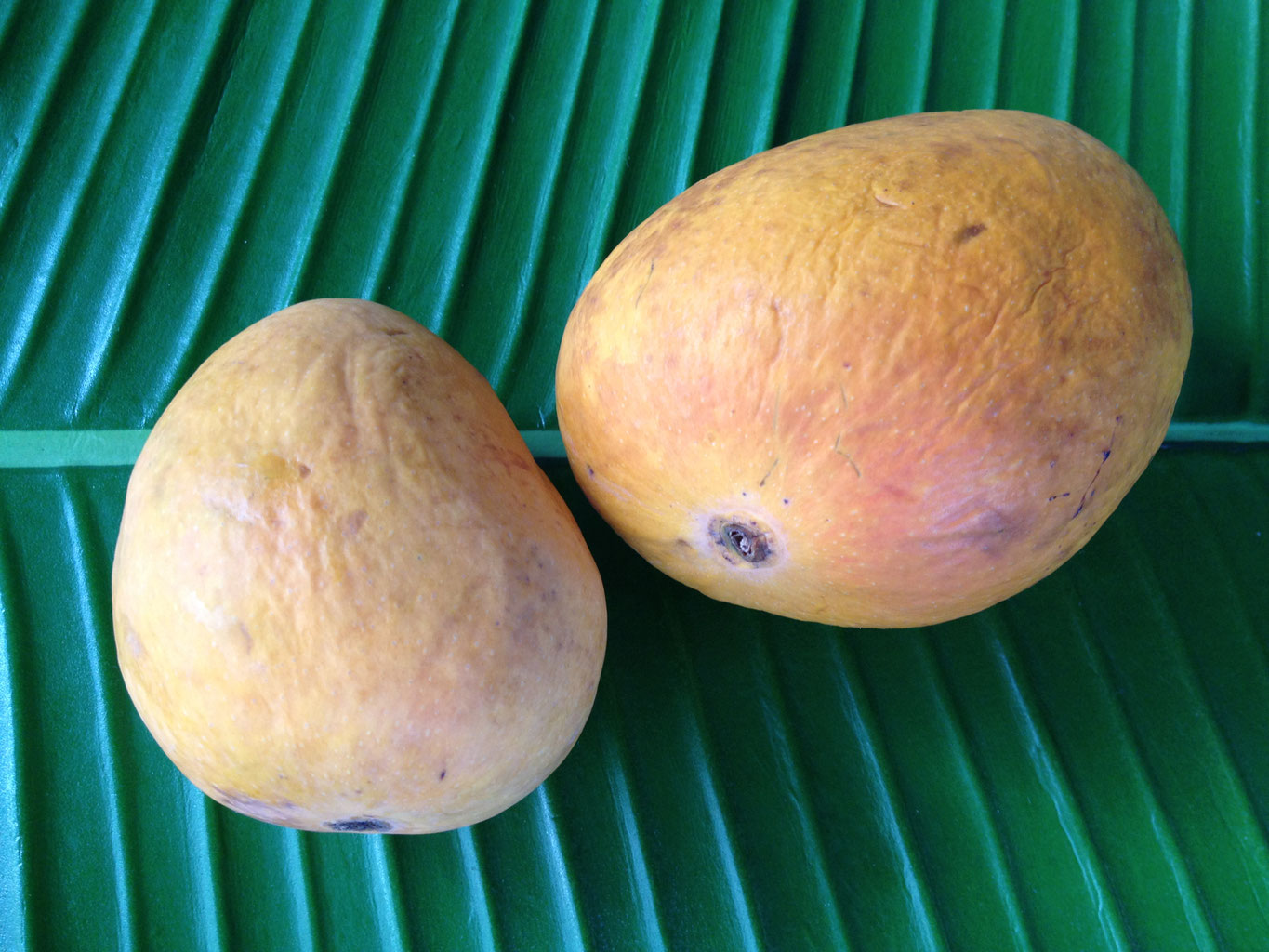 Alphonso mango, also called Hafoos, Hapuz, or Aapoos... - Kochkurse indisch