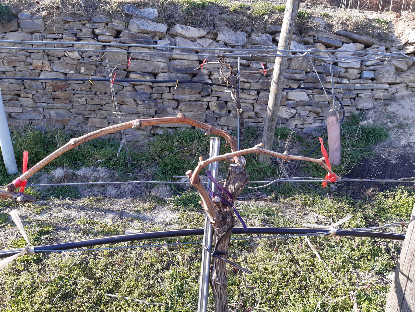 Mit dem Anbinden fertig... - Weingut Mayer Resch