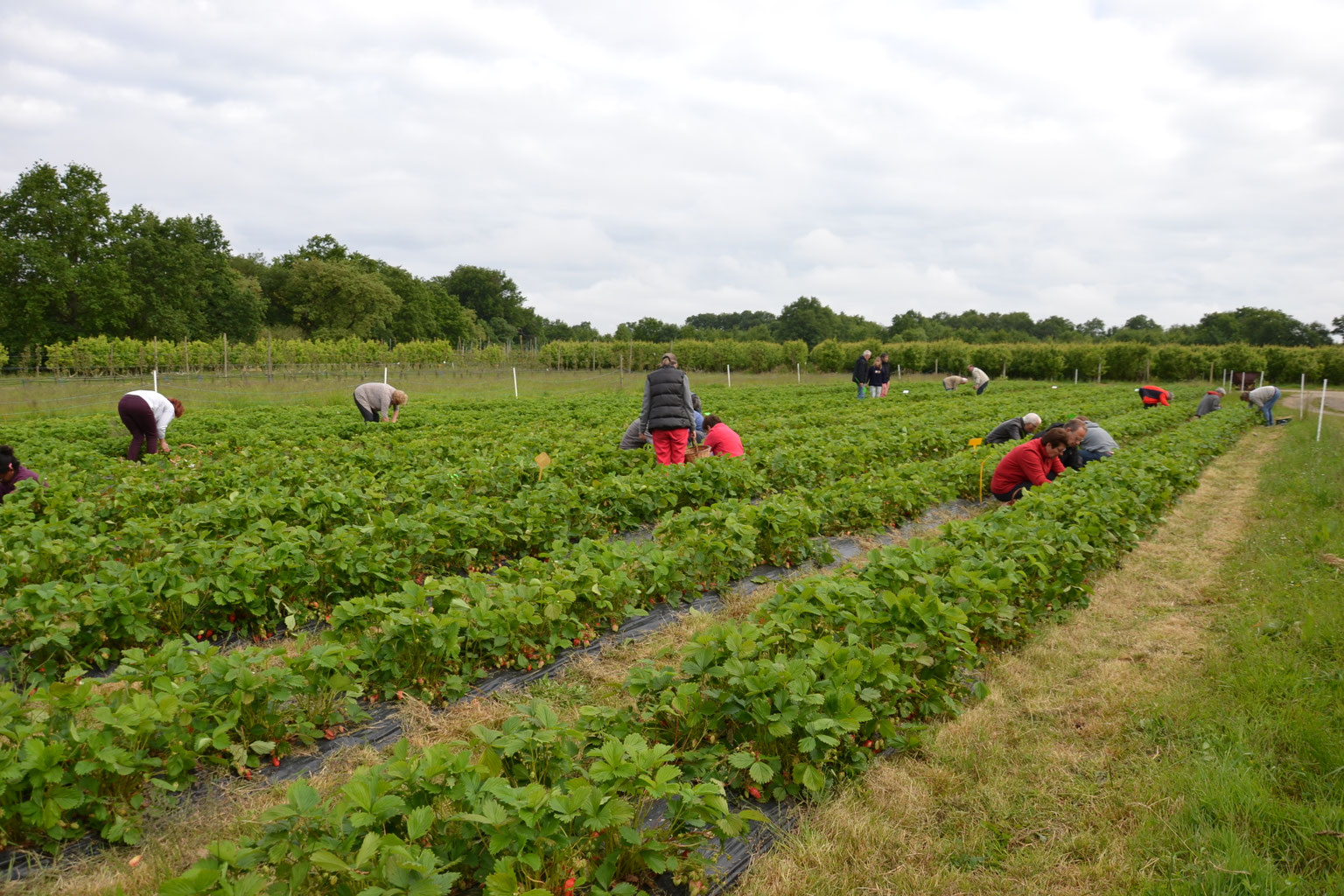 Cueillette de Fraises - Les Vergers et la fraiseraie du Grand Clos