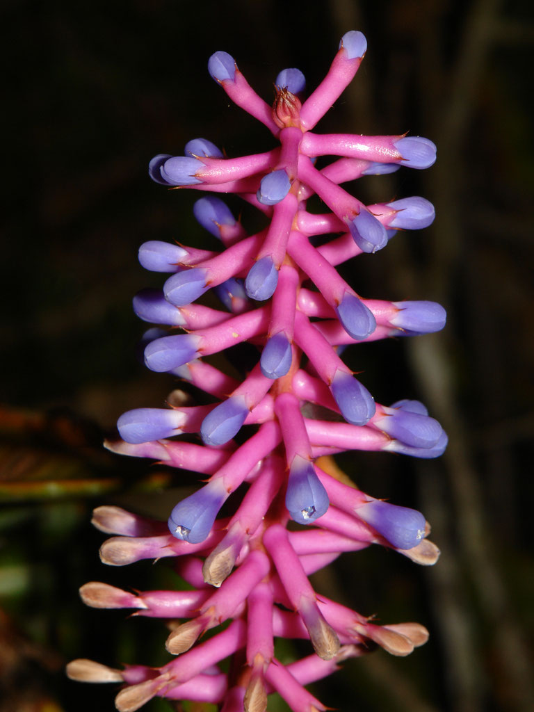 Bromeliaceae (BROMELIAS) - Página web de elrefugionatura