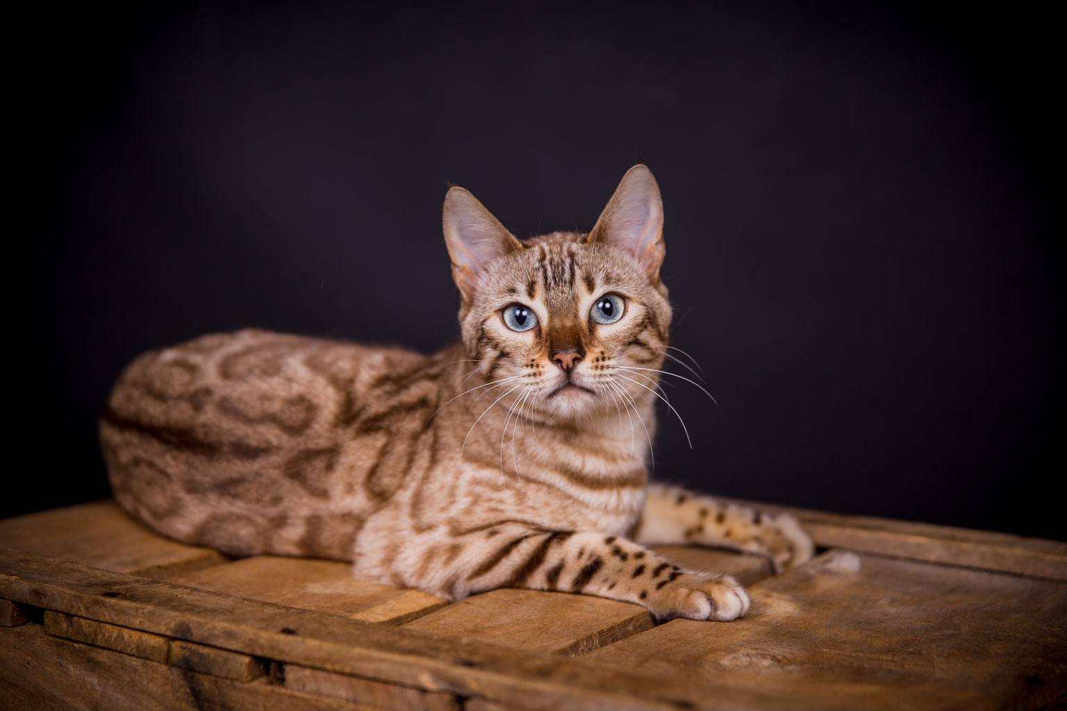 Kattin Nova - Cattery-Amicorum!