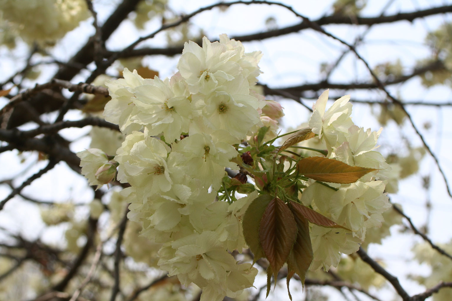 Sakura - Japanischer Kirschbaum - Sushi&Sauerkraut