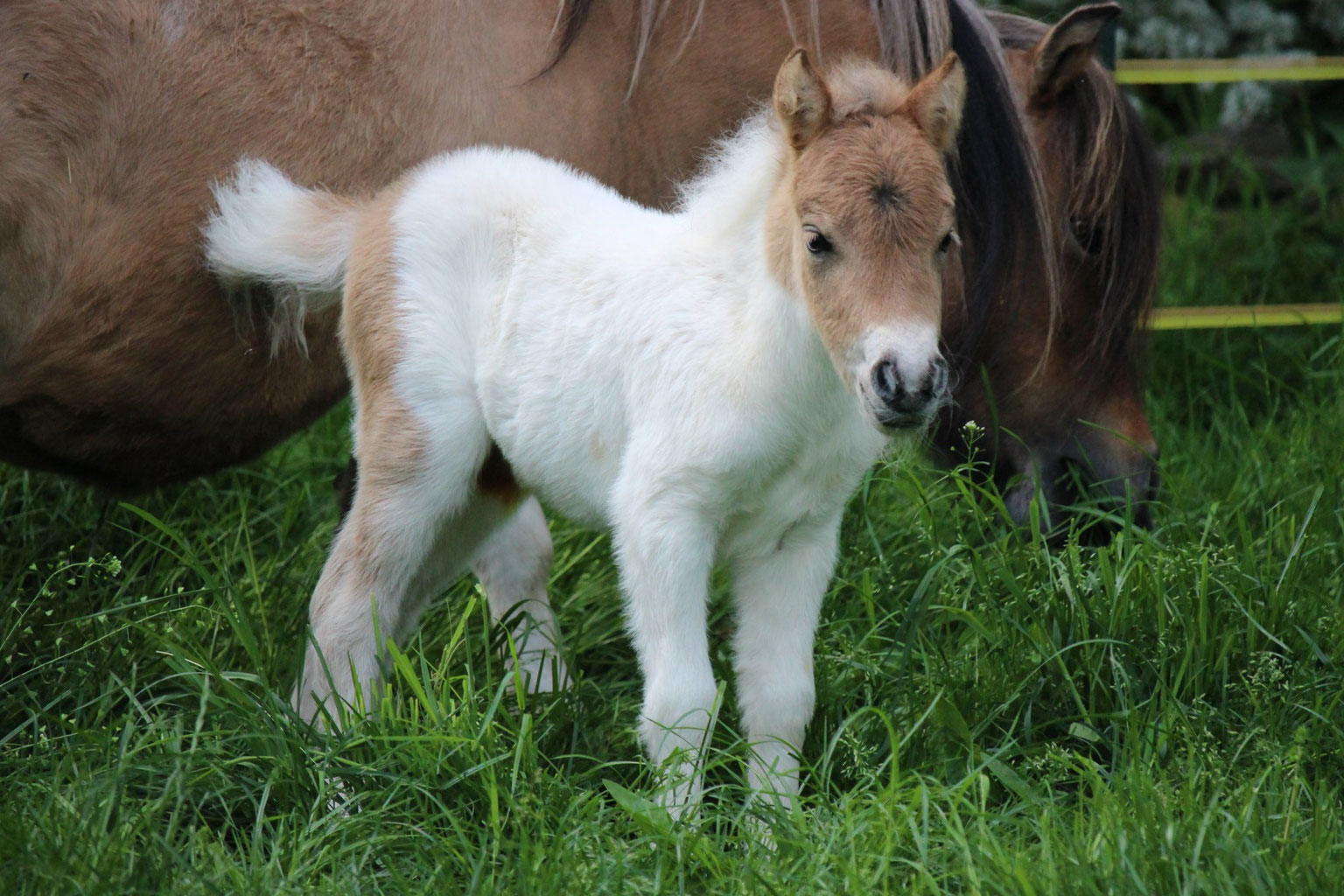 Fohlen 2022 - harkrufeminishettyss Webseite!