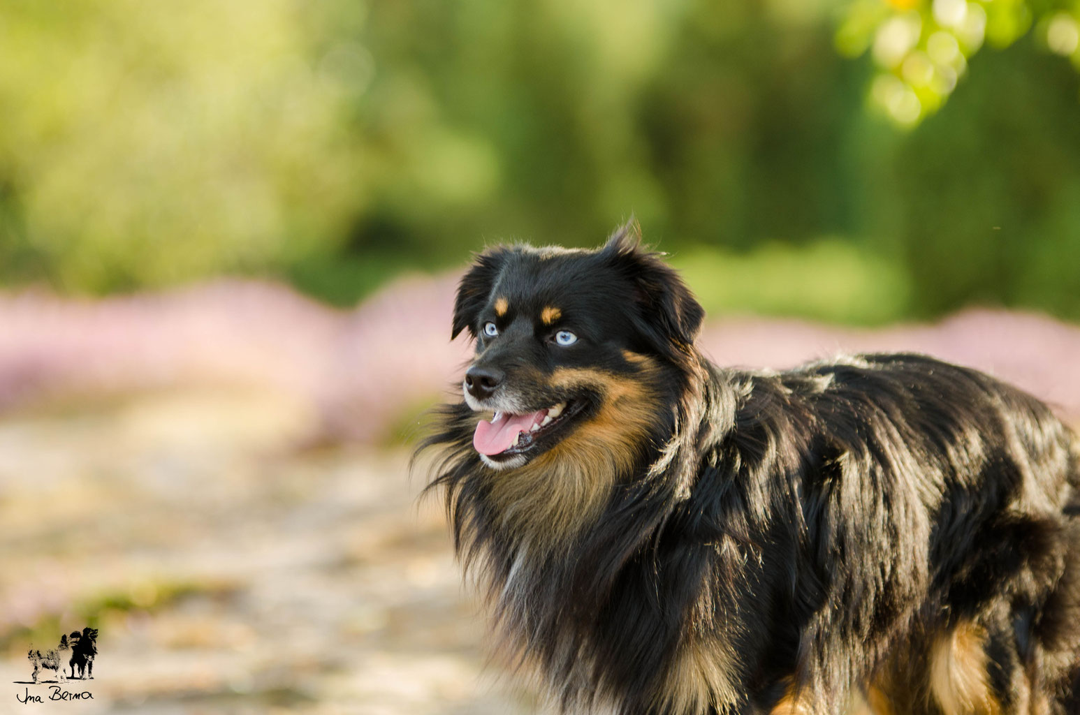 Steckbrief - Deckrüde black tri BET Mini American Shepherd Aussie Miniature
