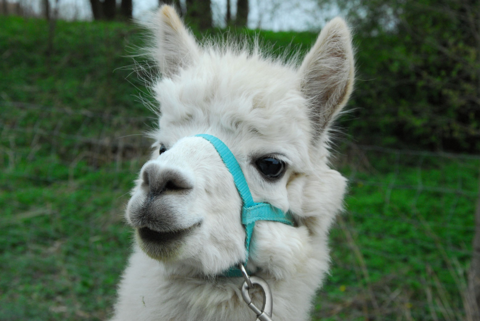 Alpaka-Wanderungen - Pointnerhof | Der Kompost-, Alpaka-, Bauernhof im ...