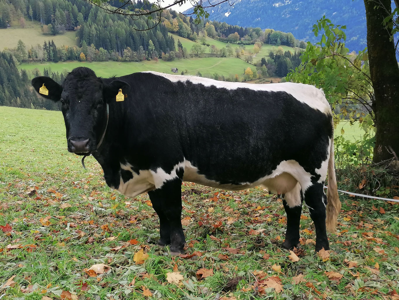 Rinderbestand - schwarze und braune Pinzgauer Rinder