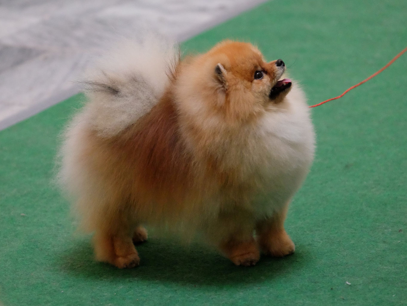 GERMAN SPITZ TOY/POMERANIAN - amberhouses Jimdo-Page!