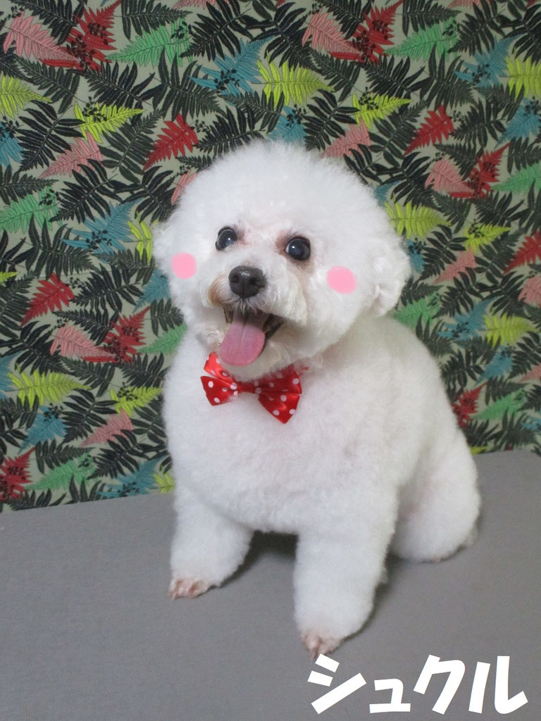 シュクルちゃん♡おこめちゃん♡ゴウくん♡SUNくん♡ - dog-salon-melty ページ！