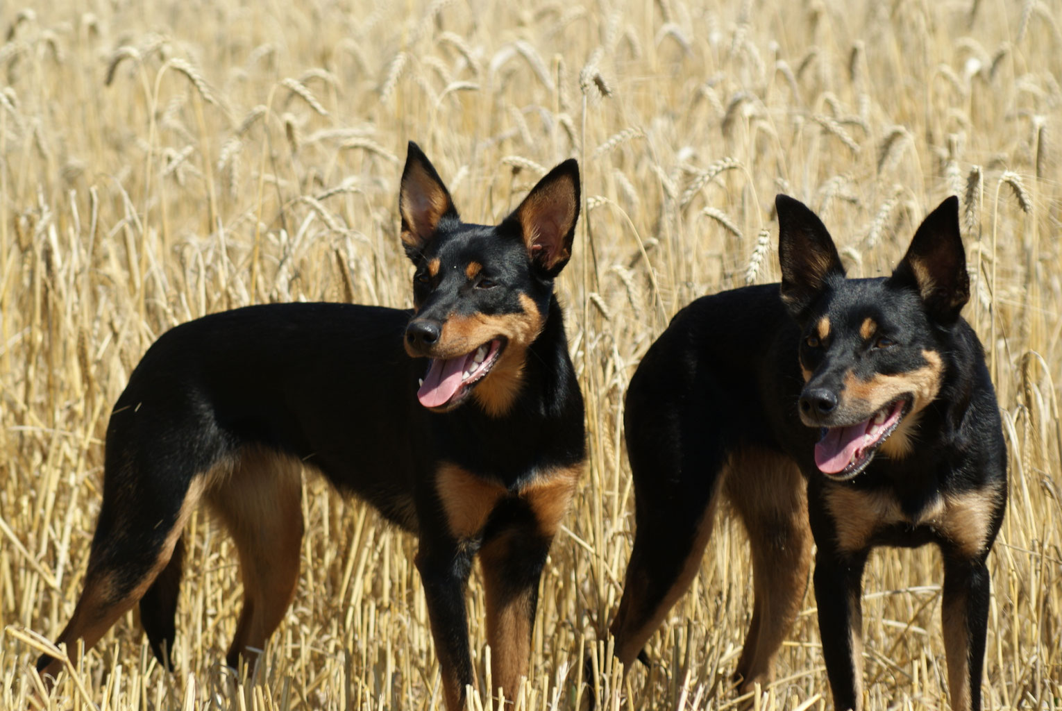 Woodlands -Working Kelpies - woodlands-workingkelpies