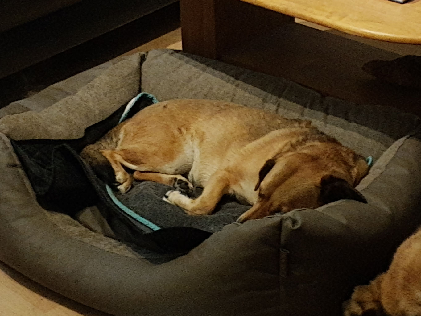 Rolli Hunde/behinderte Hunde - gnadenhof-rhedes Webseite!