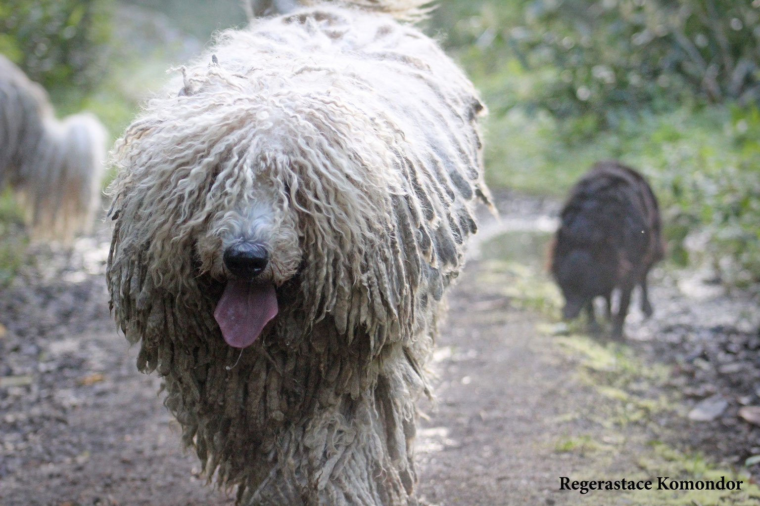At What Age Is A Komondor Full Grown