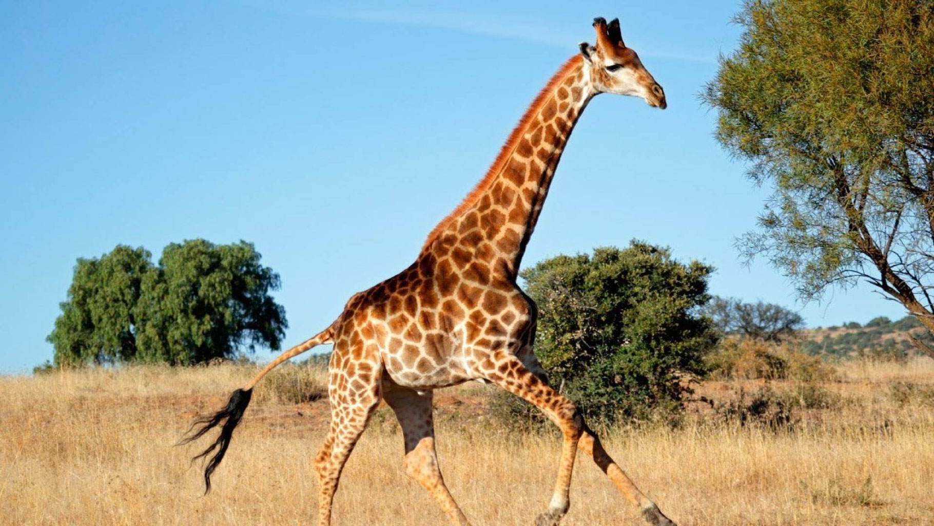 Jirafa. - Página web de lorenaparedes15