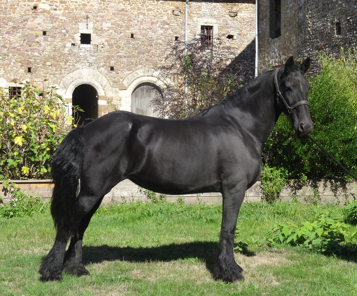 Juments - Site de frisonsdeham1