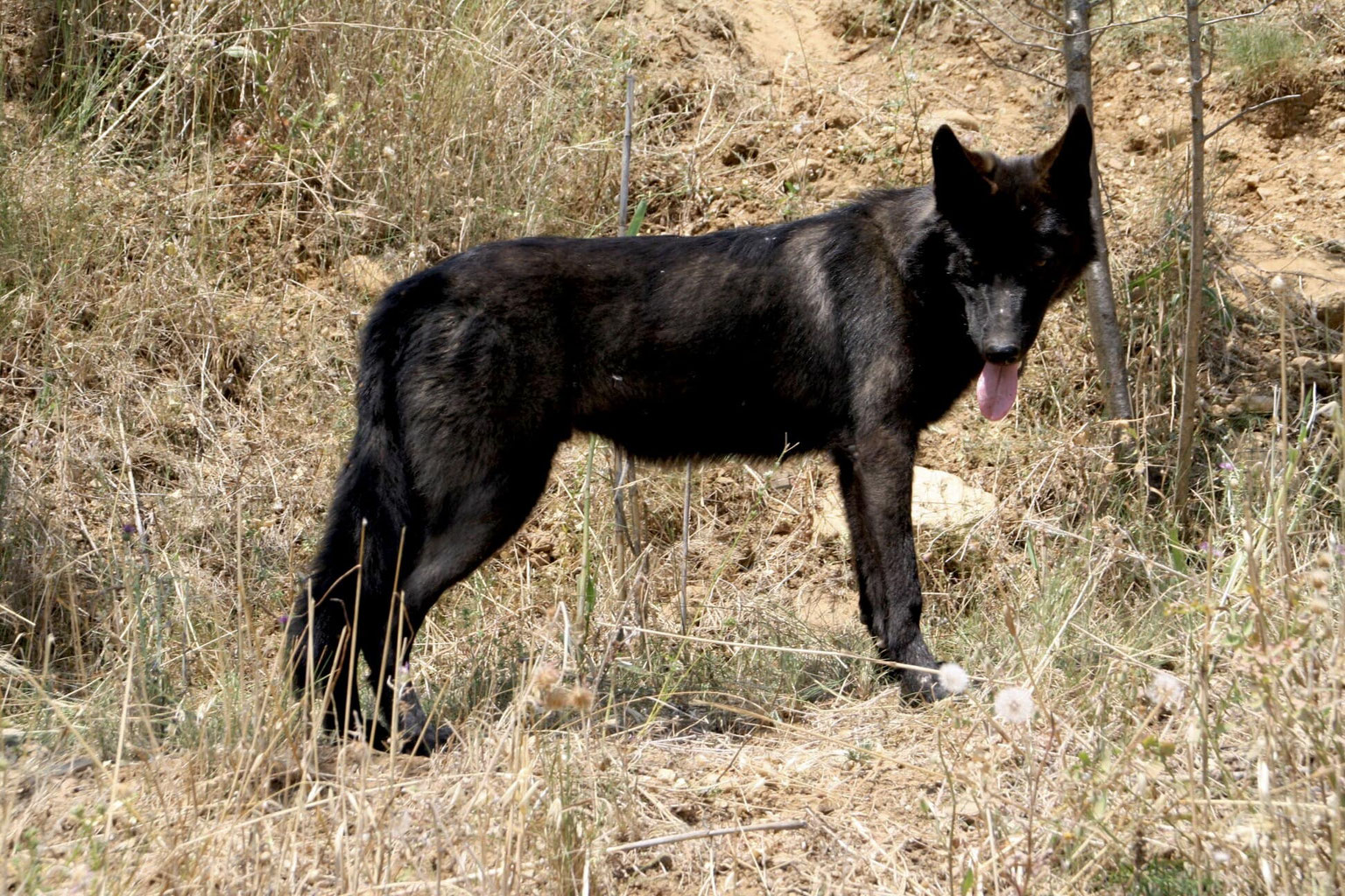 informations VARIETE Chien Loup - Site de domainelaskadivoka