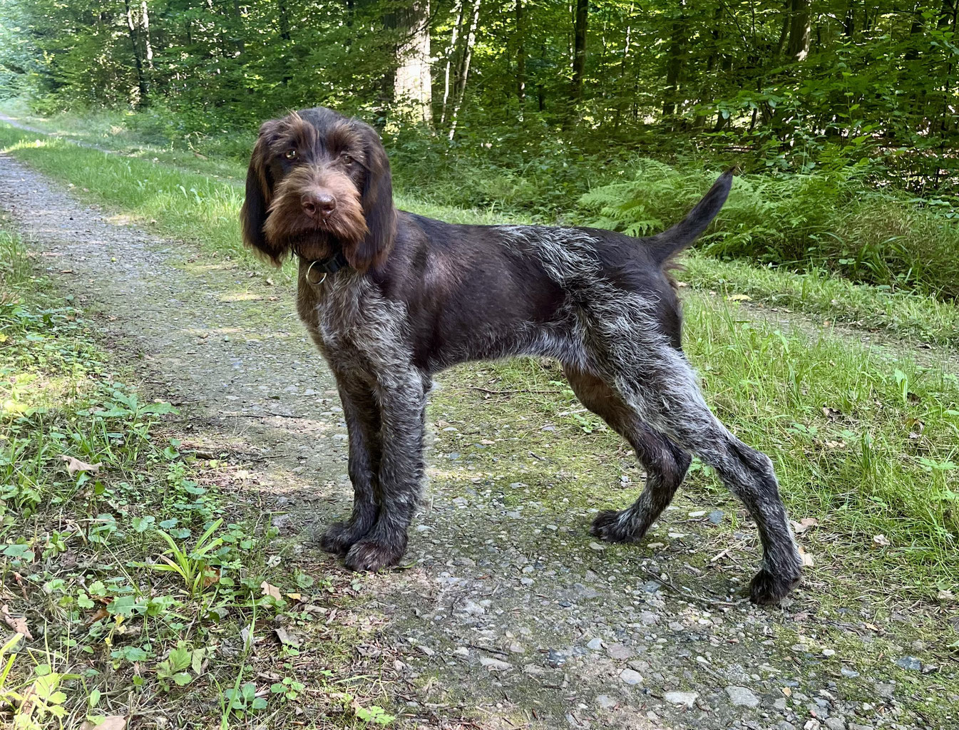 large pointer dog