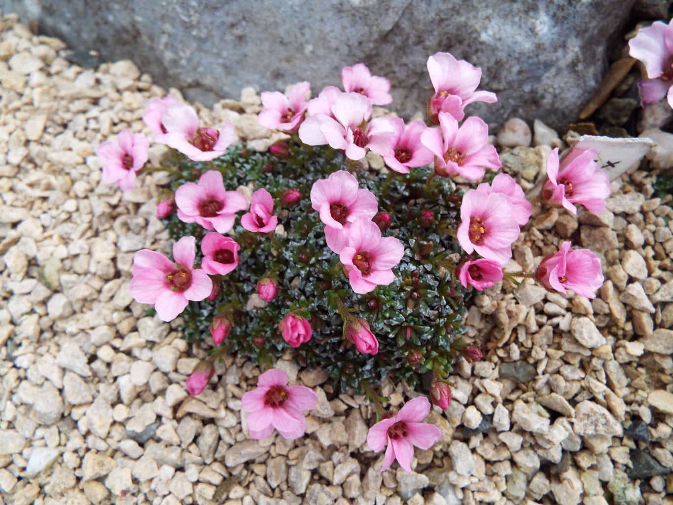 Saxifrages beginning with I - De website van alpigena!