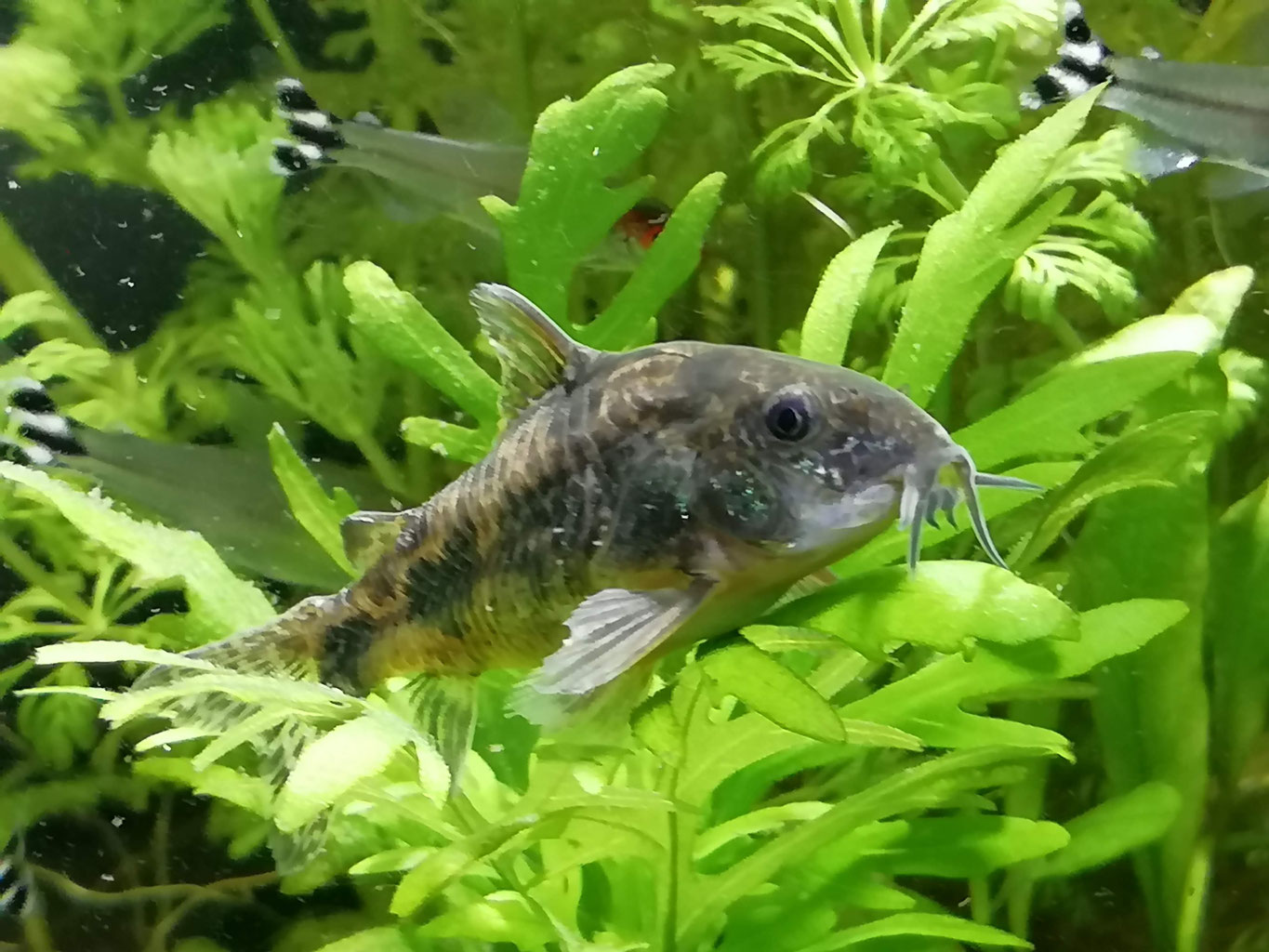 Bewohner - Steckbriefe - meine-kleine-unterwasserwelts Webseite!