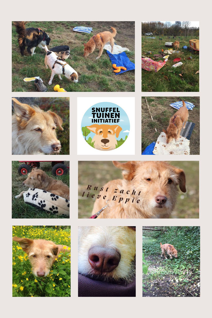 Logo - De website van snuffeltuinen!