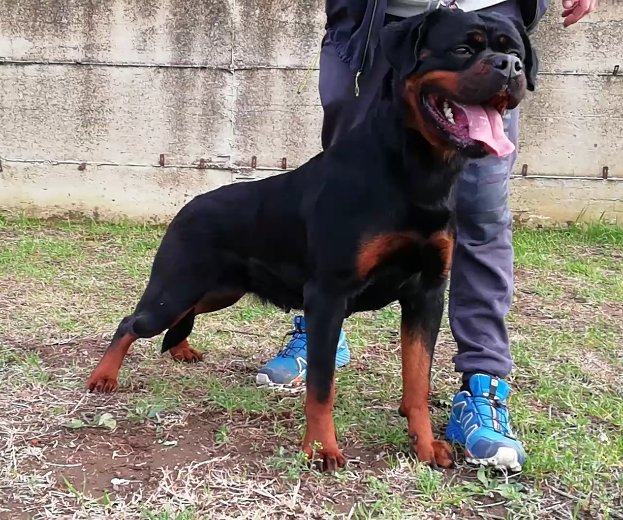 NEW MALE IN MY KENNEL ---BORIS VON HAUSE VANGUARD ---F.INDOKAN EARL ...