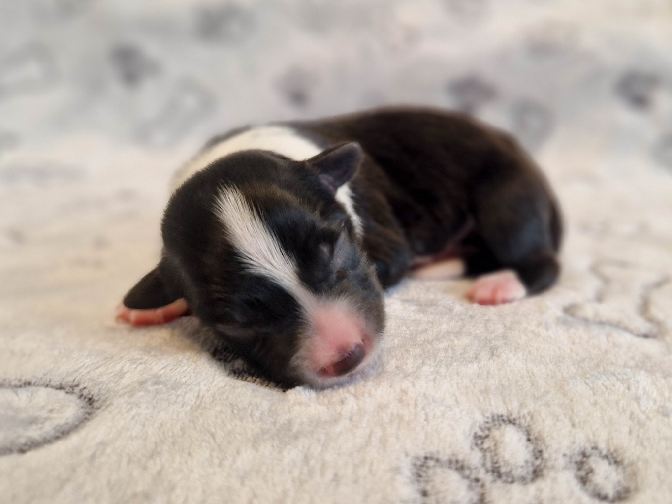 H-Wurf - Treasure of Life Border Collies und Shelties