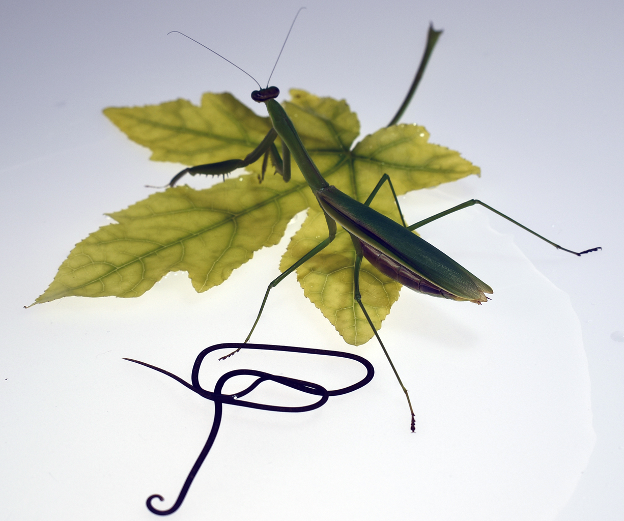 プロジェクト - extended-pheno