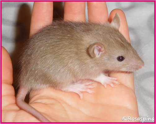 Cinnamon - Varietà del Ratto - Rat Varieties