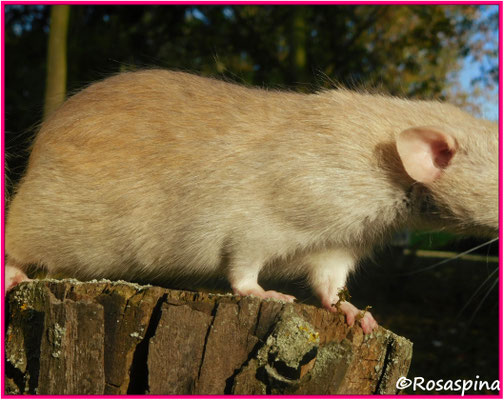 Russian Topaz - Varietà del Ratto - Rat Varieties