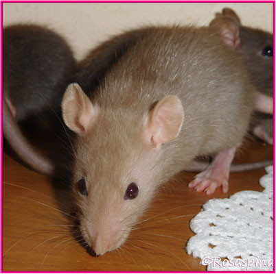 Coffee - Varietà del Ratto - Rat Varieties