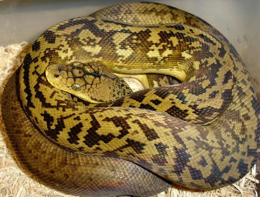 Les 10 serpents les plus beaux au monde - Site de naturamagnifica