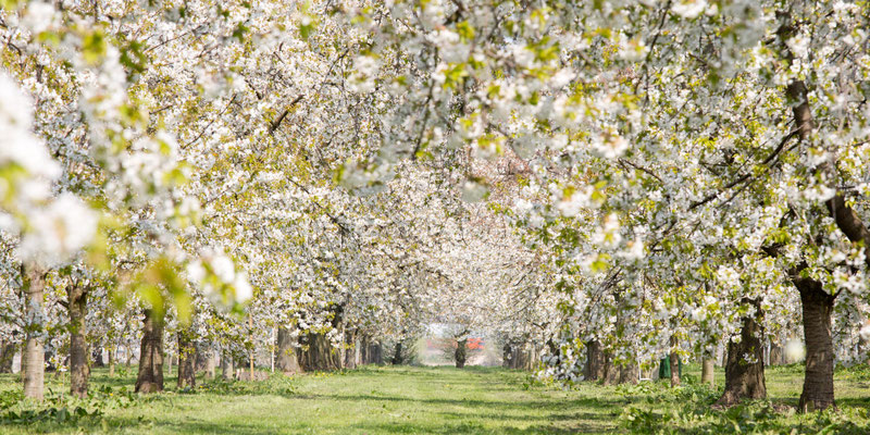 Kersenboomgaard 'de Themaat' - De website van oosteromkersen!