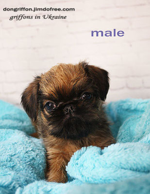 Griffon puppies for sale. Griffon puppies available. Find puppy Griffon ...