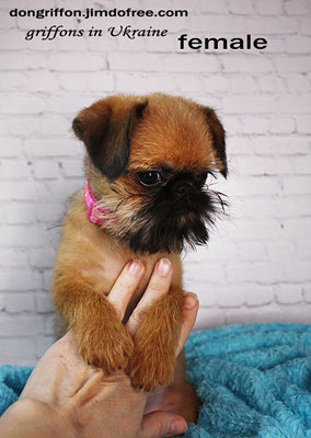 Griffon puppies for sale. Griffon puppies available. Find puppy Griffon ...