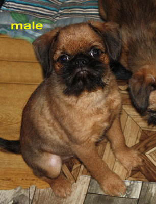 Griffon puppies for sale. Griffon puppies available. Find puppy Griffon ...