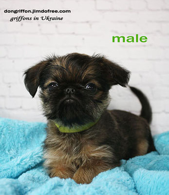 Griffon puppies for sale. Griffon puppies available. Find puppy Griffon ...