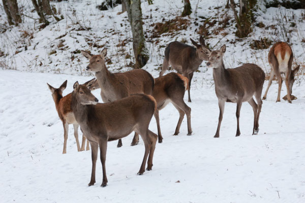 Rotwild - Damwild - naturfoto-schmidt.de