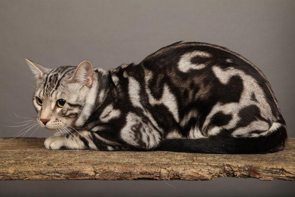 Spotselotica Jungleprince - Silver Moon Bengals - de zilver bengaal ...
