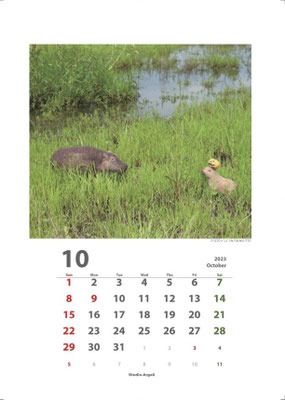 Gallery（2022） - studio-argali ページ！