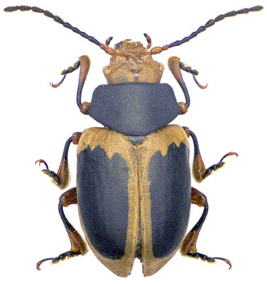 Galerie - Site de insectedumaroc